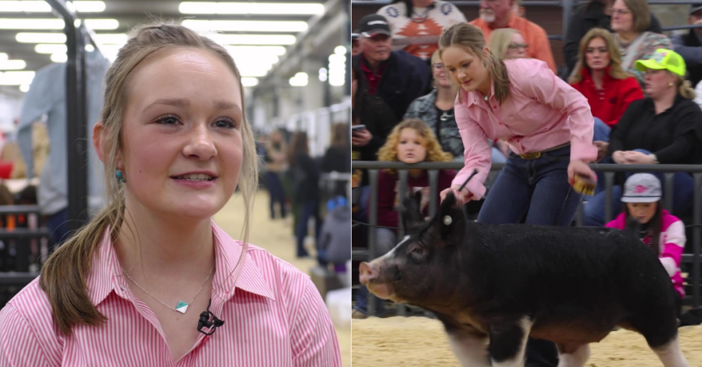 Addison Hodgson 2025 NWSS Hog Show - Colorado Pork Producers Council